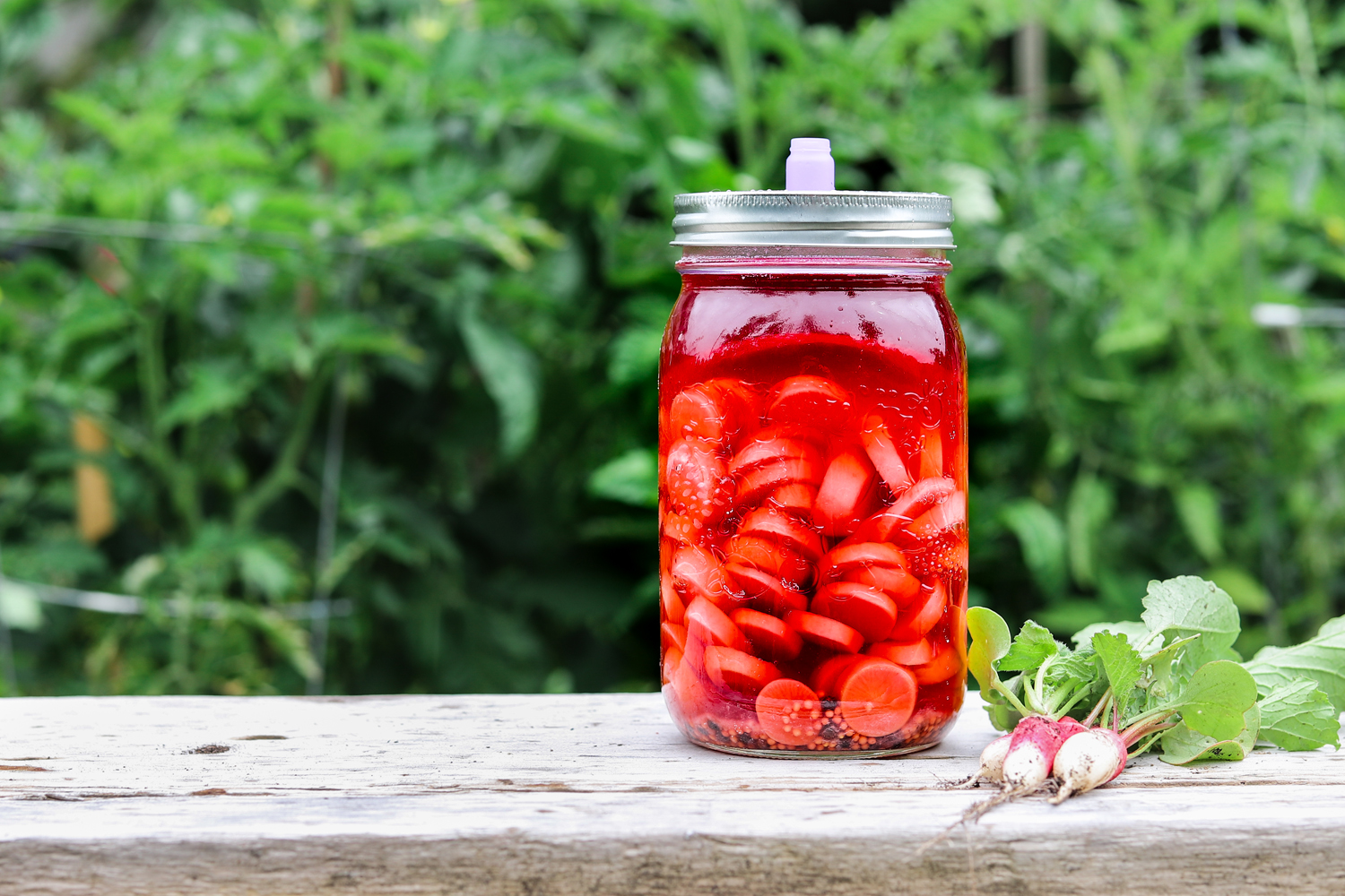 Lacto-Fermented Radishes