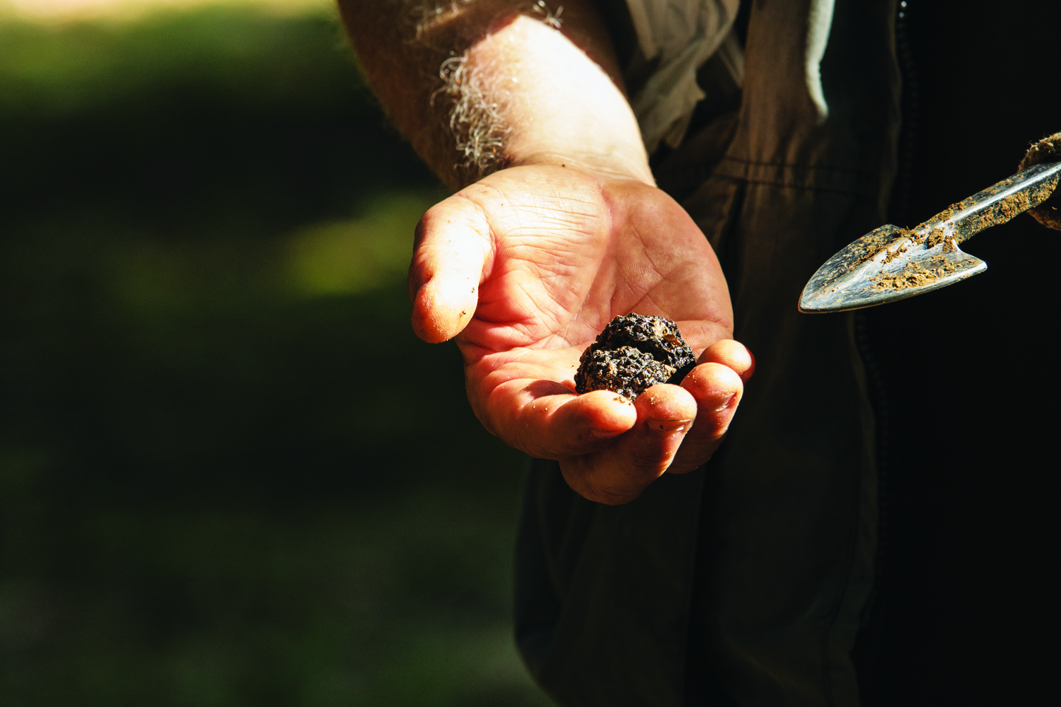 The Temptation of Truffles